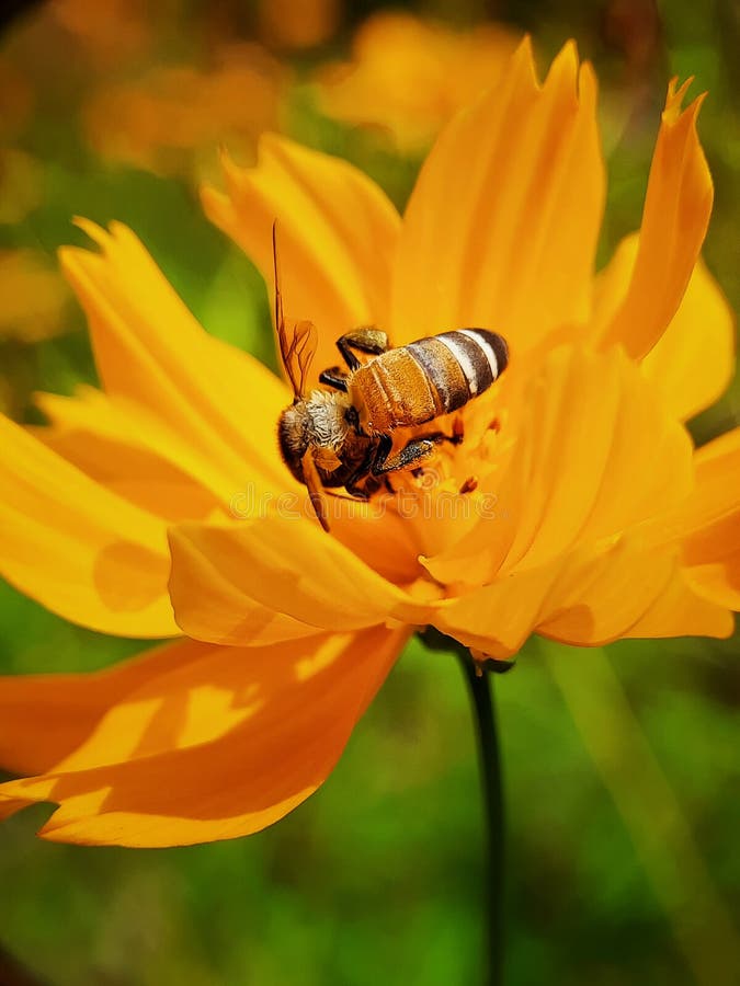 Bee on the sun flowers stock image. Image of pollen - 225489601