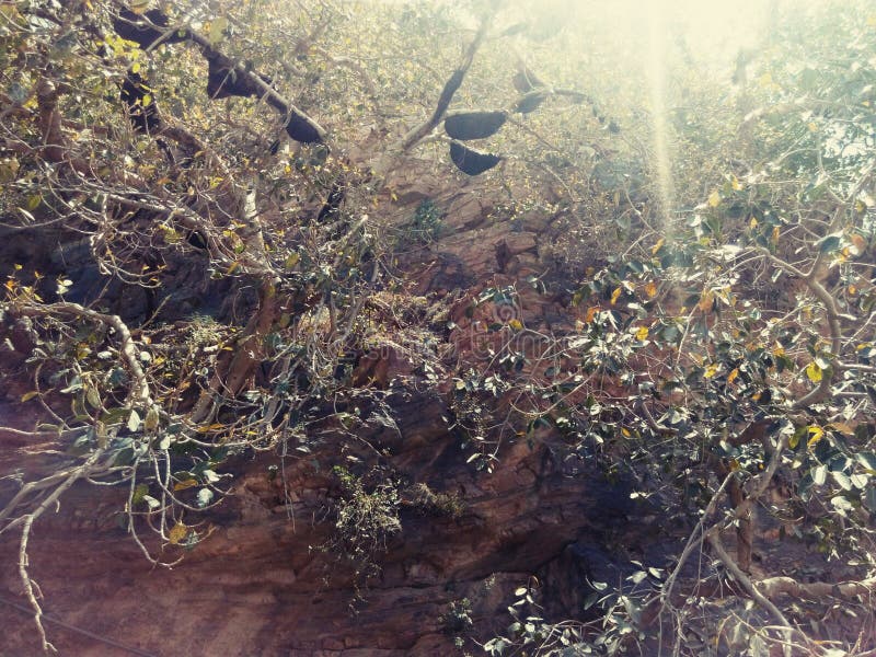 Bee in Sun Ray stock image. Image of nest, green - 53647019