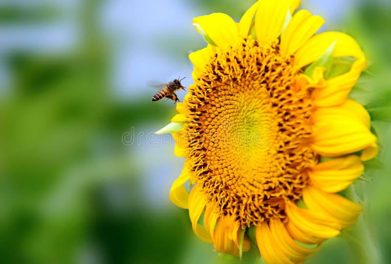 Honey bees sun flower stock image. Image of round, honey - 79893979