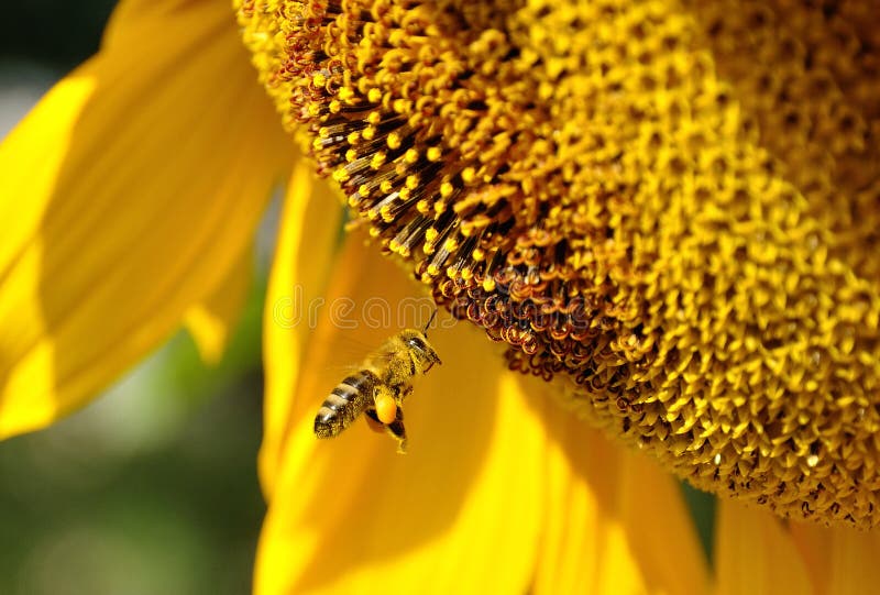 Honey bee on a sunflower stock image. Image of plant, sunflowers - 978255