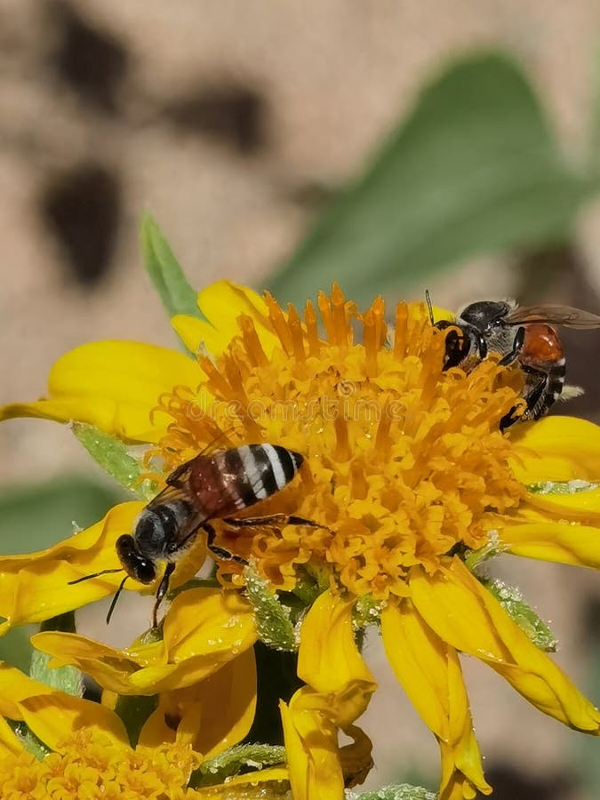 Bee with sunflower stock photo. Image of instece, sunflower - 271500286