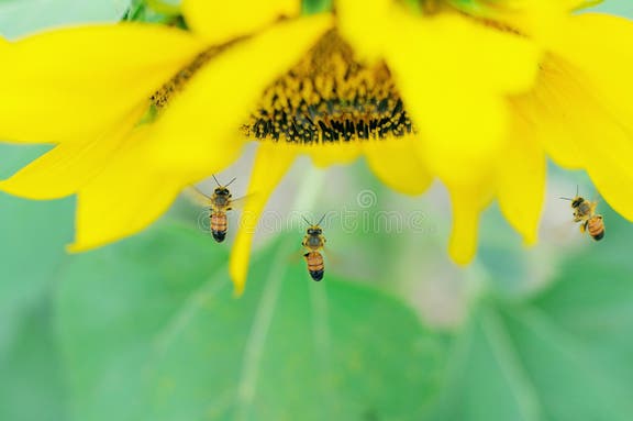 3,038 Teamwork Bees Stock Photos - Free & Royalty-Free Stock Photos ...