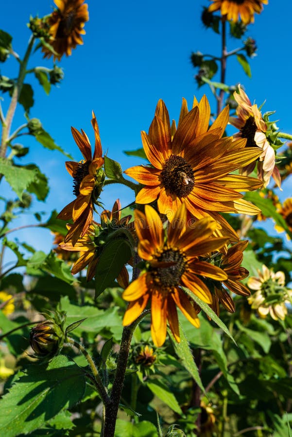A Bee on a Sunflower in the Fall Stock Image - Image of beauty, orange ...