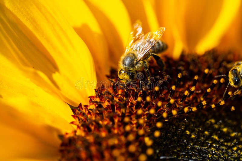 Bee on sunflower, nature stock photo. Image of environment - 197161848