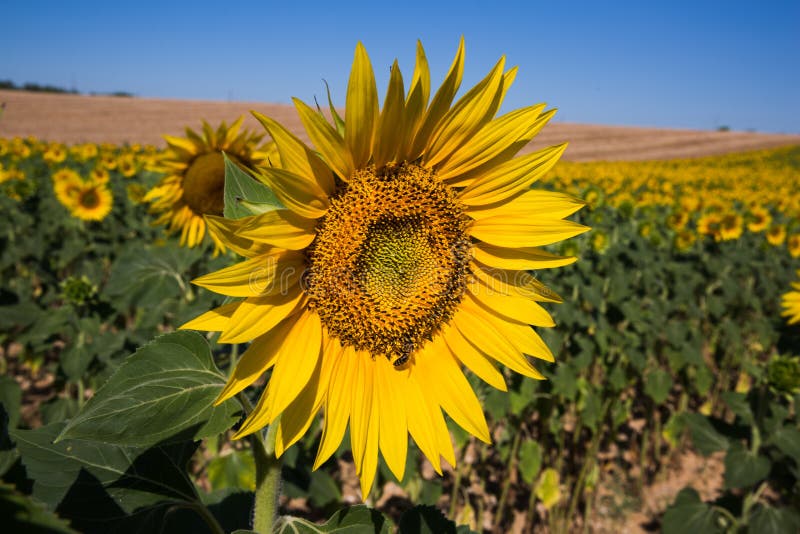 Bee on Sunflower in Rolling Fields in Valensole France on a Sunny ...