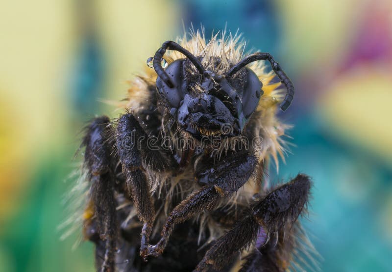 Bee super macro stock image. Image of stack, colors, microscope - 58632463