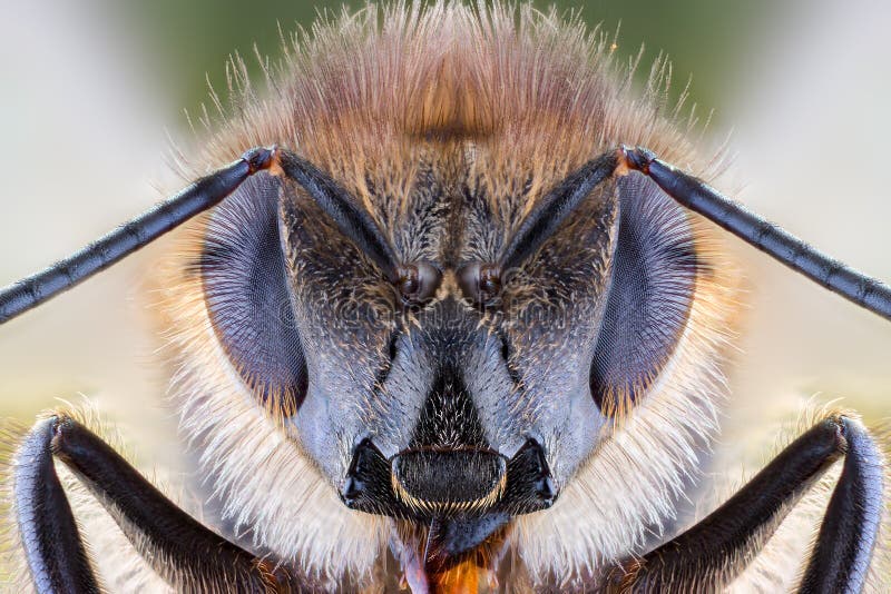 Bee, Swap, Honey, Background Flower Insects Wasp Stock Image - Image of ...