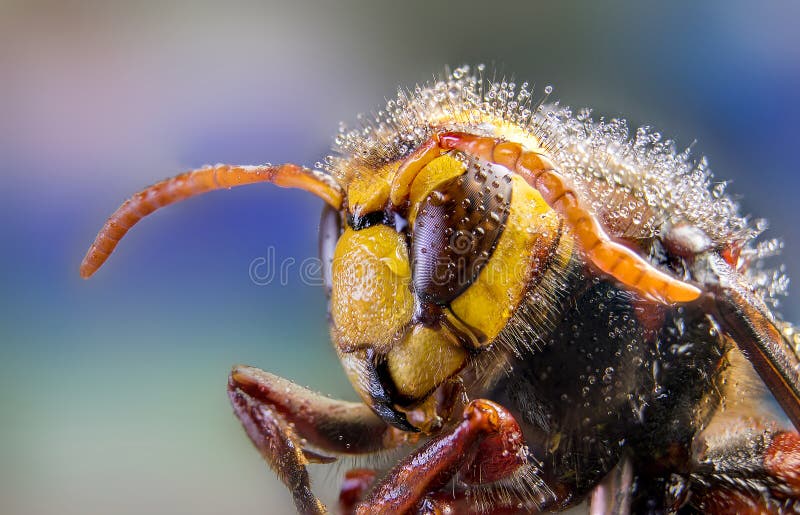 Bee, Swap, Honey, Background Flower Insects Stock Image - Image of ...