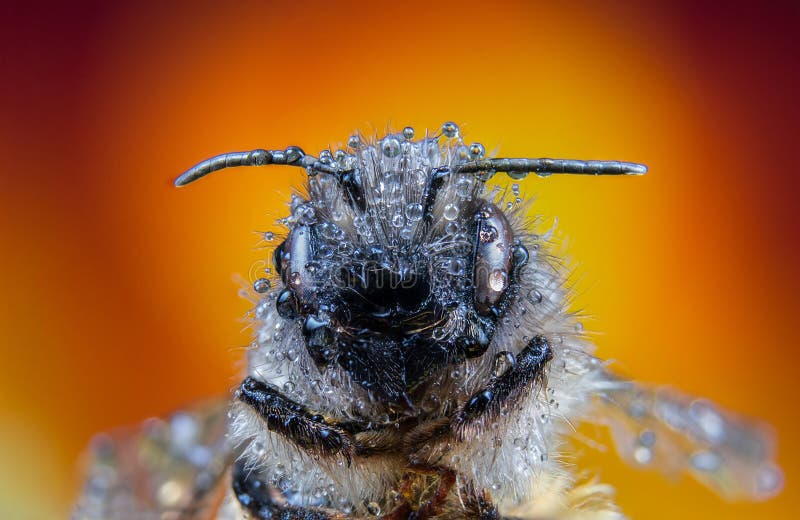 Bee, Swap, Honey, Background Flower Insects Stock Image - Image of ...