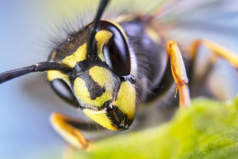 Bee, Swap, Honey, Background Flower Insects Stock Image - Image of ...