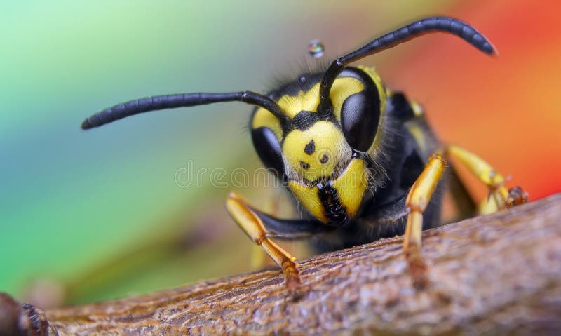 Bee, Swap, Honey, Background Flower Insects Wasp Stock Image - Image of ...