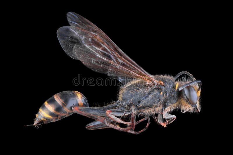 Bee, Swap, Honey, Background Flower Insects Stock Image - Image of ...