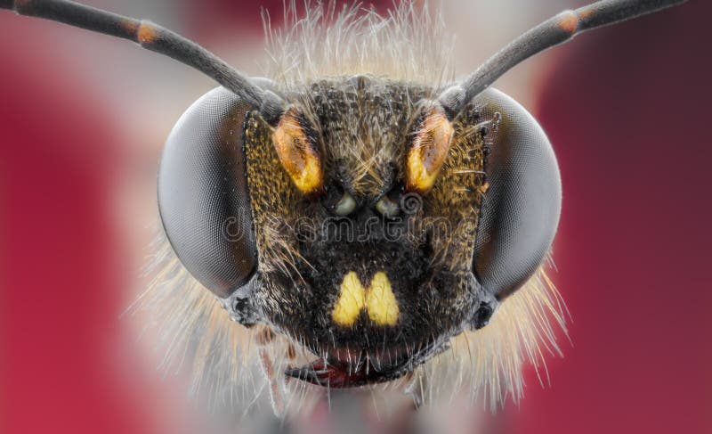 Bee, Swap, Honey, Background Flower Insects Stock Image - Image of ...