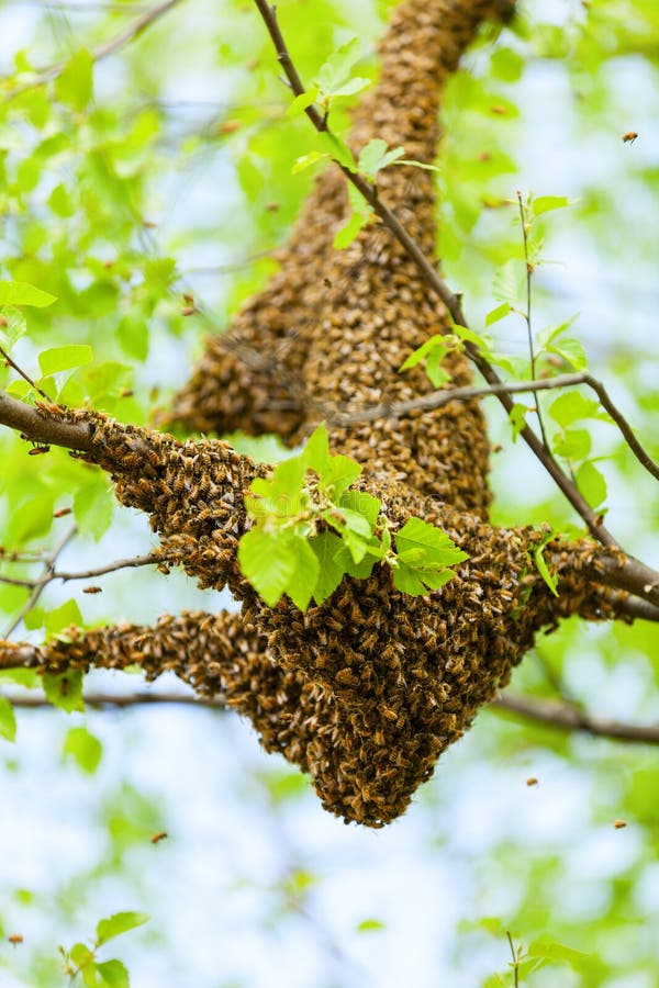 Bee swarm stock photo. Image of formation, closeup, social - 28724888