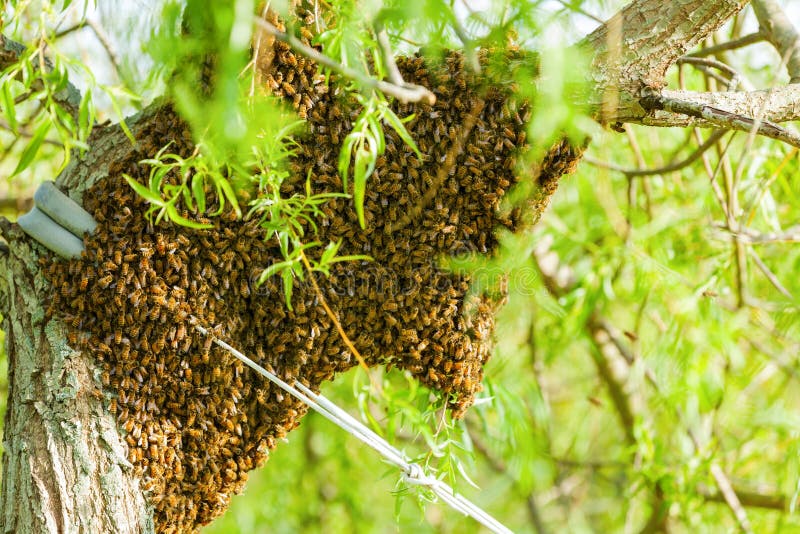Bee swarm stock photo. Image of group, colony, cluster - 29394598