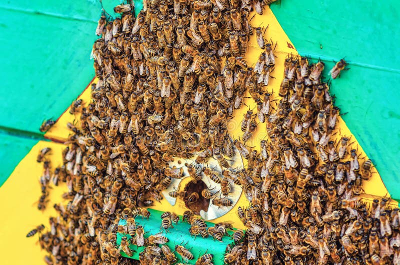 Bee Swarm on Beehive Wall. Exit of the Swarm from the Hive. Escape of ...