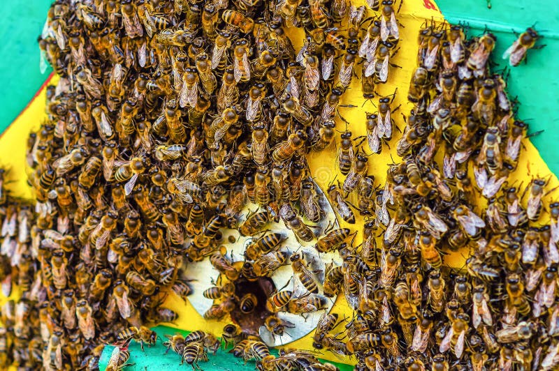 Bee Swarm on Beehive Wall. Exit of the Swarm from the Hive. Escape of ...