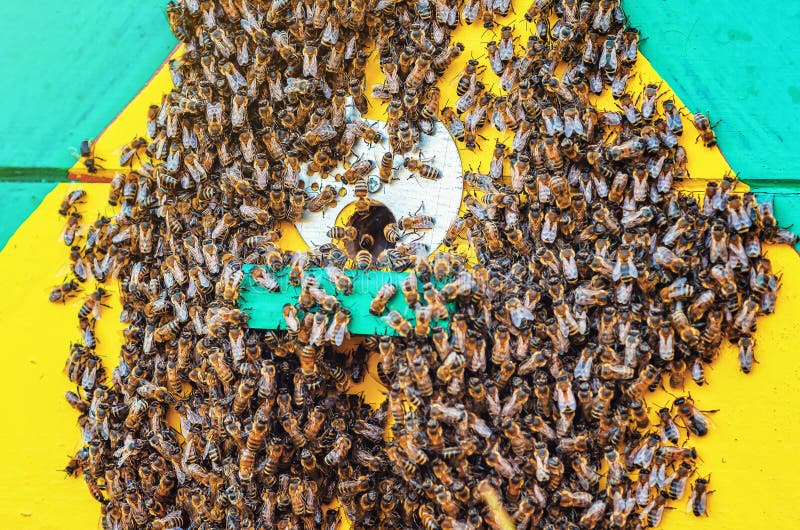 Bee Swarm on Beehive Wall. Exit of the Swarm from the Hive. Escape of ...