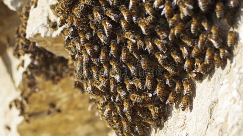 Bee Swarm on Beehive Wall. Exit of the Swarm from the Hive Stock Photo ...