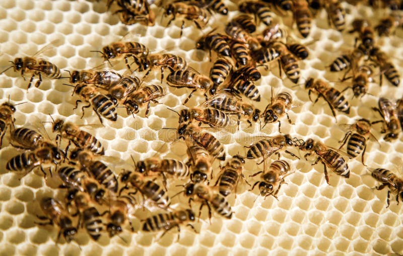 Bee swarm stock image. Image of close, bees, swarm, beehive - 56069451