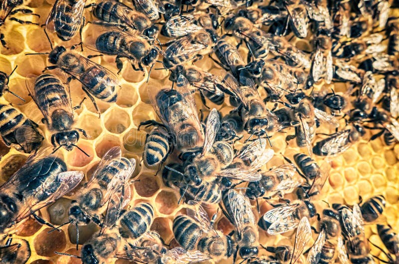 Bee swarm stock photo. Image of honeycomb, beeswax, beekeeping - 56205946