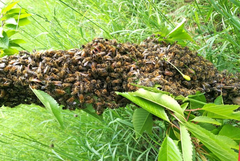 Bee Swarm Gathering at the Branch of a Tree Stock Image - Image of copy ...