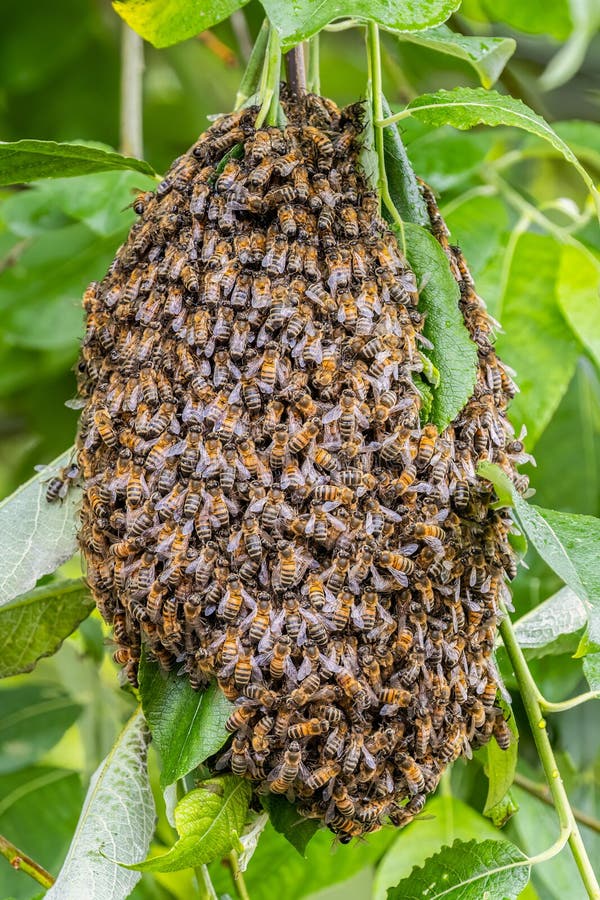 Bee swarm stock image. Image of beekeepers, beeswax - 336790573