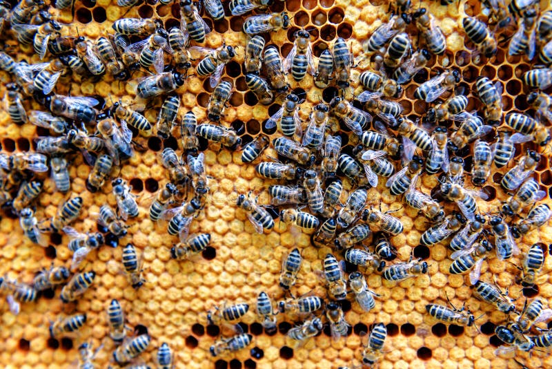 Bee Swarm on Honeycomb As Texture Stock Image - Image of effort, nature ...