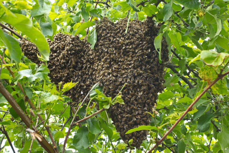 Bee swarm on tree branch stock image. Image of movement - 100983223