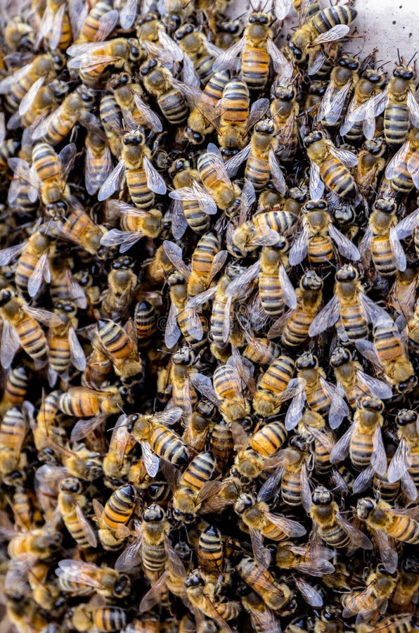 Beesm Stock Photos - Free & Royalty-Free Stock Photos from Dreamstime