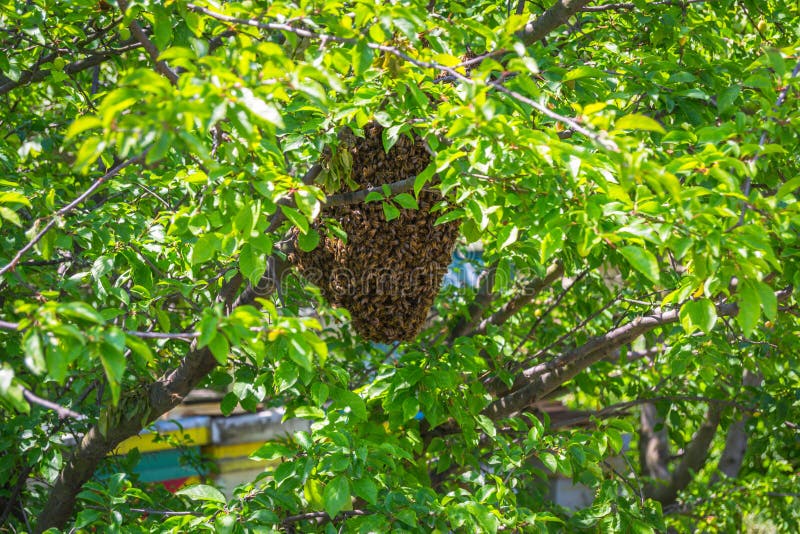 Bee Swarming in Spring Season Stock Photo - Image of beehive, honeybee ...