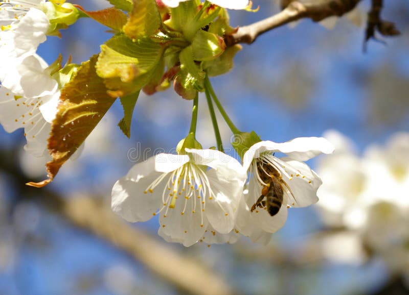 Bee on a Sweet Cherry Flower Stock Photo - Image of apis, flower: 55323566