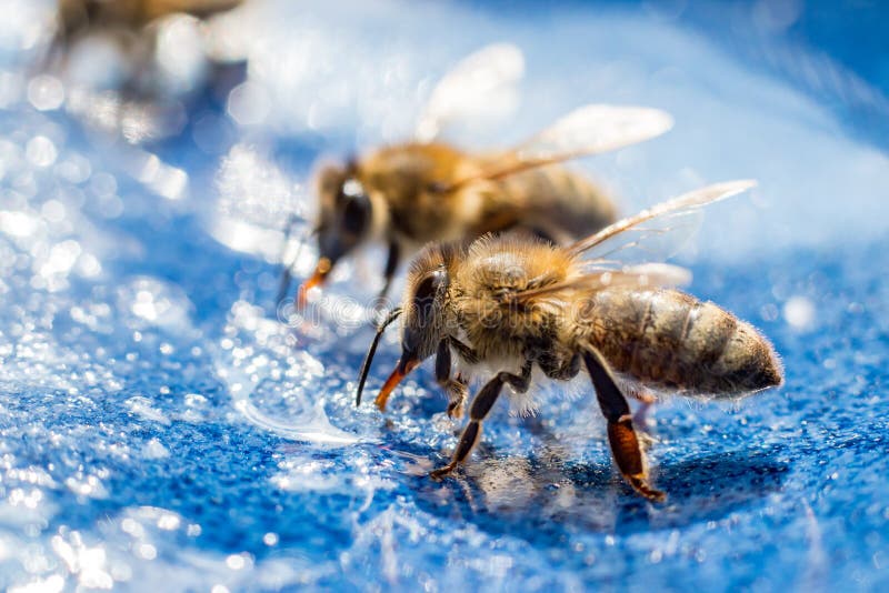 Bee with Sweet Food in Summer Stock Photo - Image of flower, queen ...