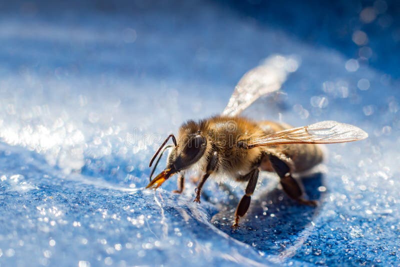 Bee with Sweet Food in Summer Stock Photo - Image of sting, beeswax ...