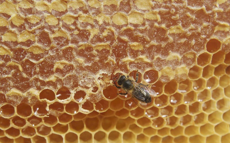Bee and sweet honey. stock image. Image of pollination - 13273033