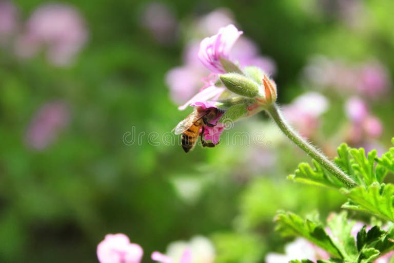 Bee on a Sweet Scented Geranium Stock Image - Image of bloom, nectar ...
