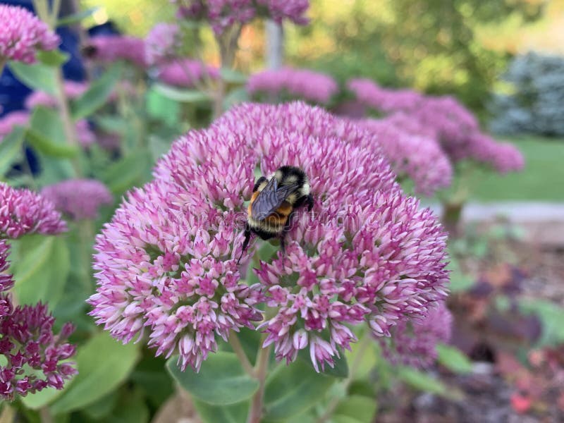 Bee takes a break stock photo. Image of save, bumble - 177298080