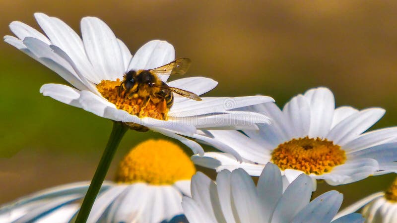 Bee Takes Nectar from a Daisy Stock Photo - Image of flower, pollen ...