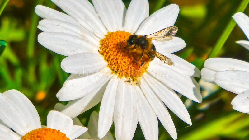 Bee Takes Nectar from a Daisy Stock Image - Image of white, wild: 149924779