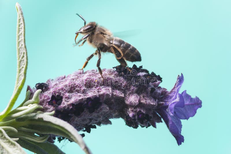 Bee Taking Off from a Flower Stock Photo - Image of apis, apidae: 31773310