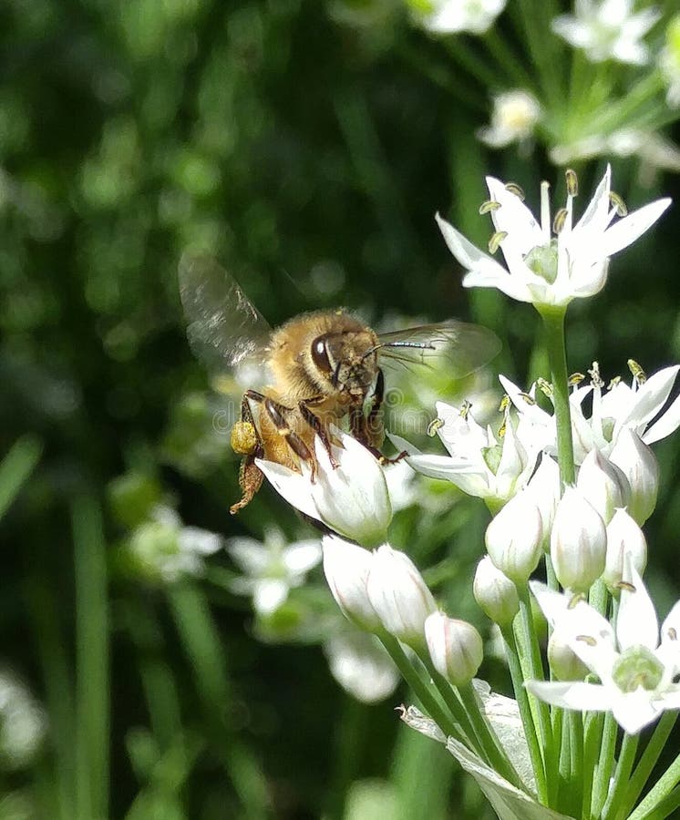 Bee taking off stock photo. Image of flower, taking, flying - 83448148