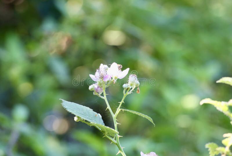 Bee Taking Pollen from Flower Stock Photo - Image of blue, kent: 291857164