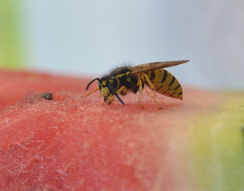 Bees Watermelon Stock Photos - Free & Royalty-Free Stock Photos from ...