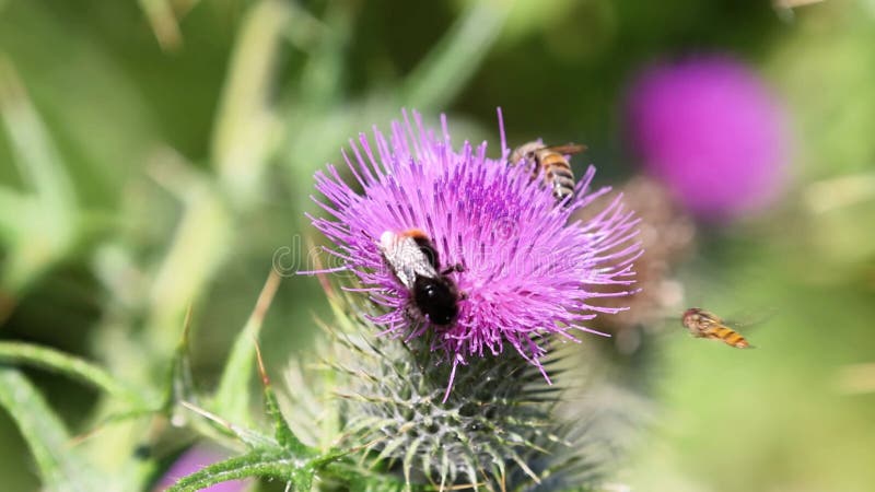 Bee on a thistle stock footage. Video of bees, honeycomb - 359747602