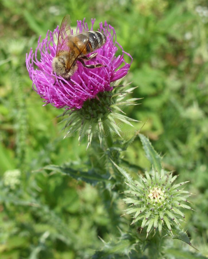 Bee and thistle stock photo. Image of thorn, flower, insect - 42867750