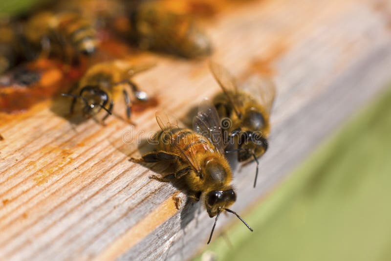 Bee in to nature stock image. Image of beekeeper, honeyed - 21751897
