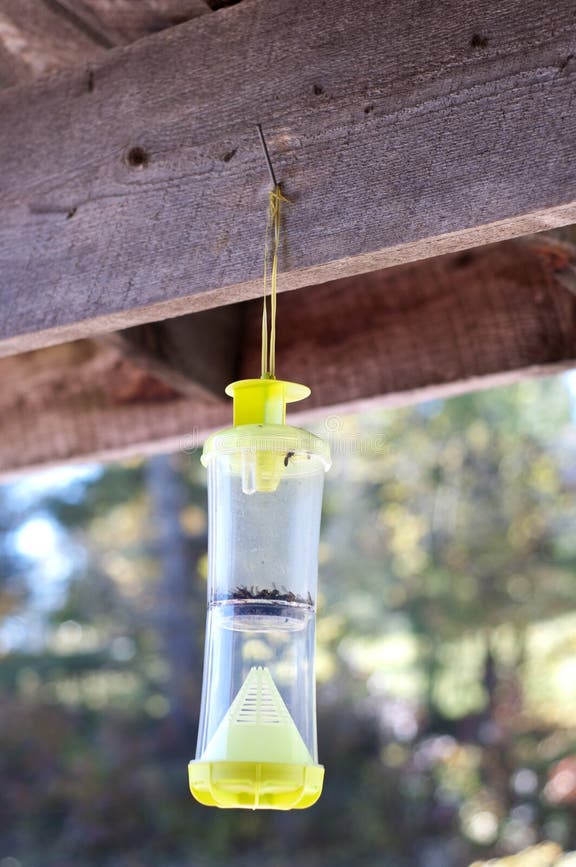 Bee Trap stock image. Image of yellow, humane, exterminate - 16674849