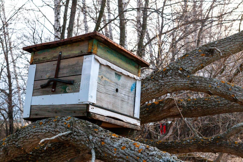 A Bee Trap on a Fallen Tree Stock Photo - Image of nature, hobby: 209112108