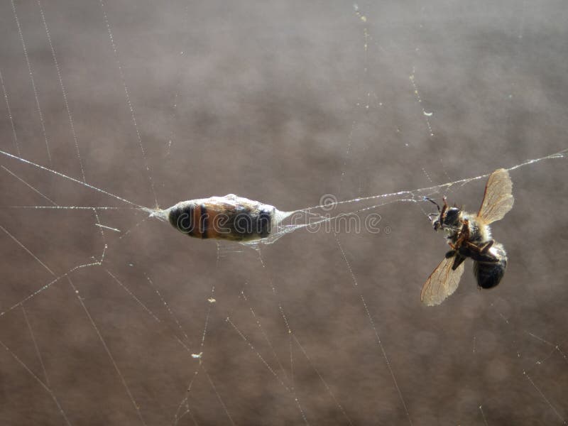 Bee trap in spider web stock image. Image of nature - 358712553