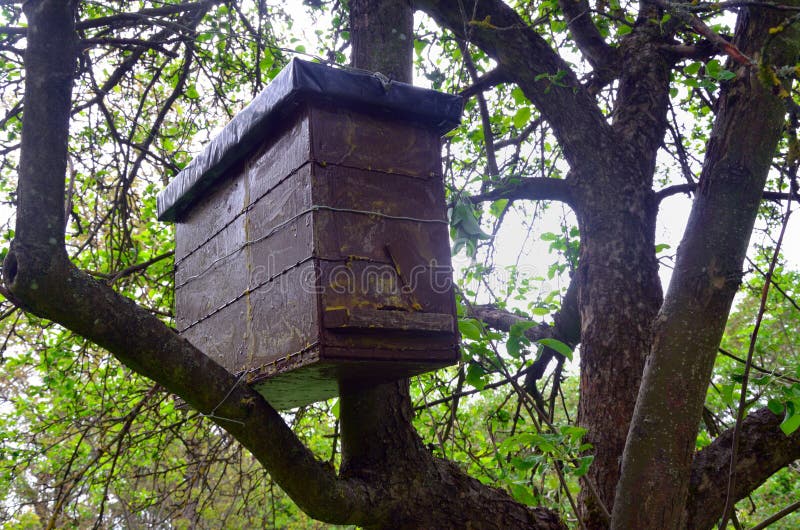 Bee trap on a tree stock photo. Image of autumn, forest - 379742098